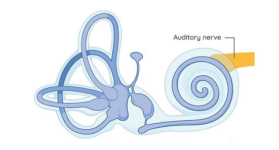 Hearing and Balance as Functions of the Ear | Studyclix