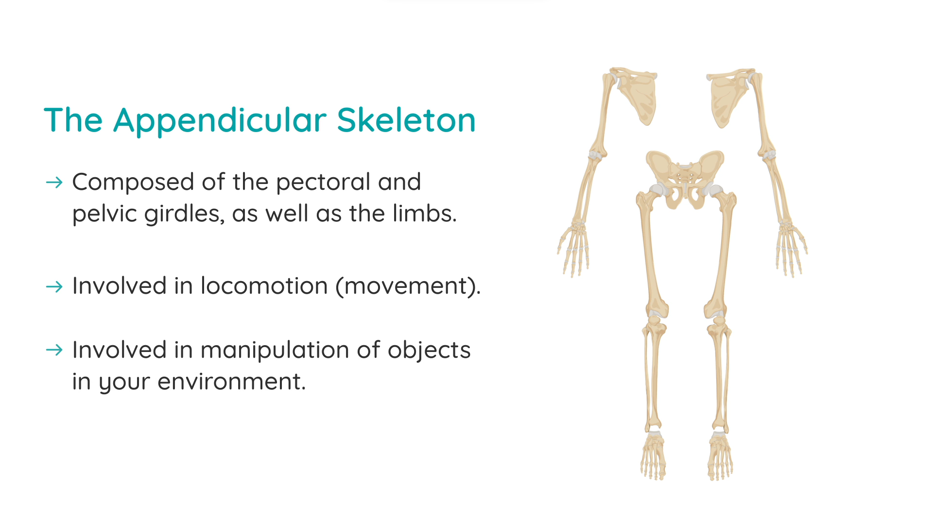 The Appendicular Skeleton Studyclix The Appendicular Skeleton Studyclix