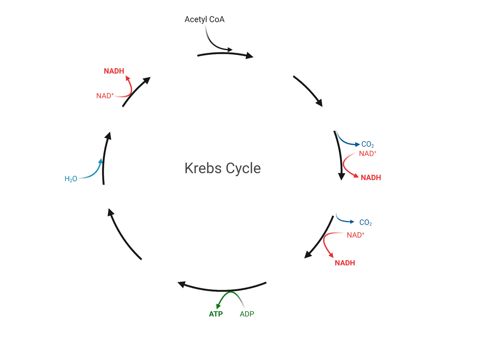 Aerobic Respiration The Krebs Cycle Teachpe Hot Sex Picture