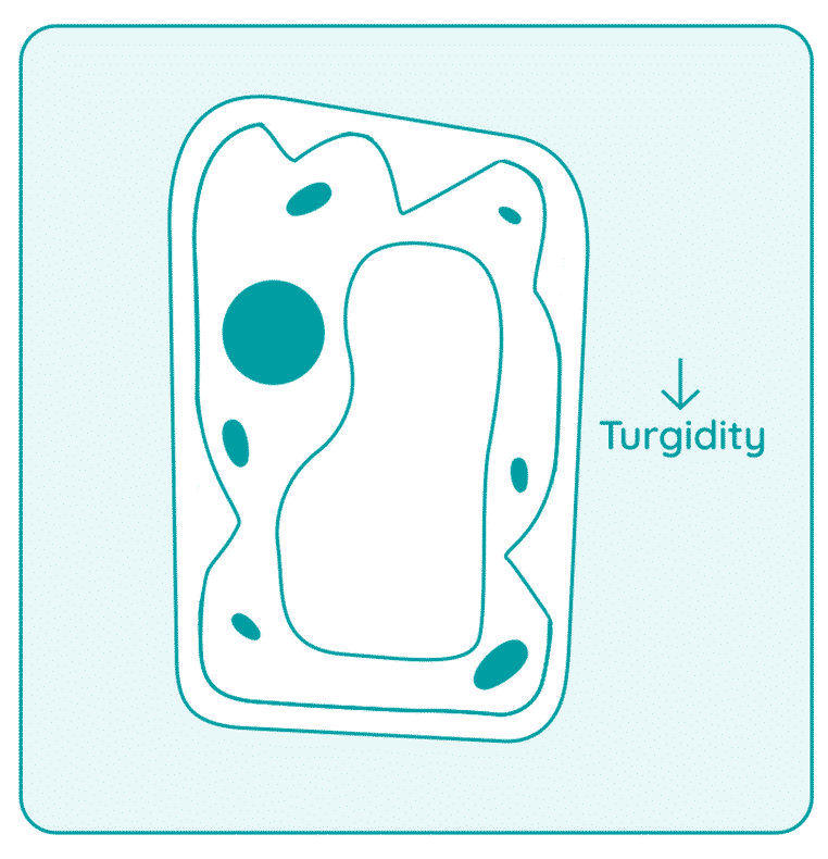 Osmosis in Plant and Animals Cells including Turgidity | Studyclix