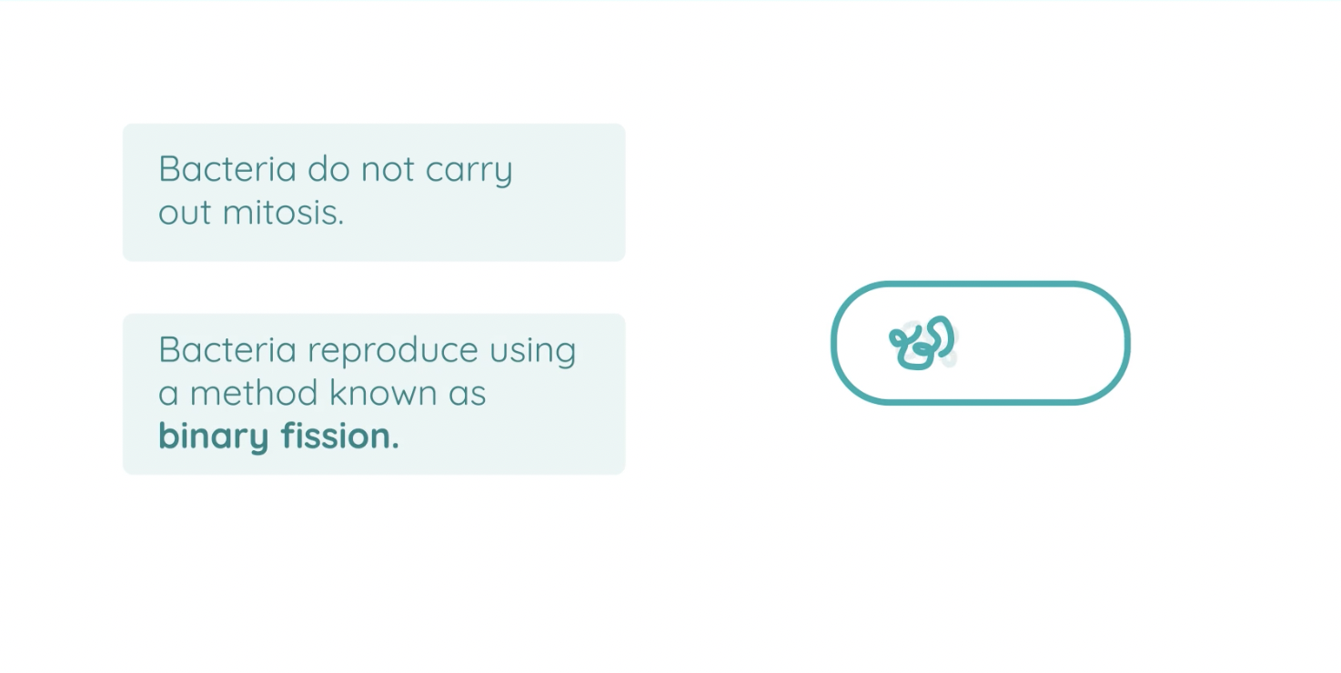Bacterial Reproduction | Studyclix