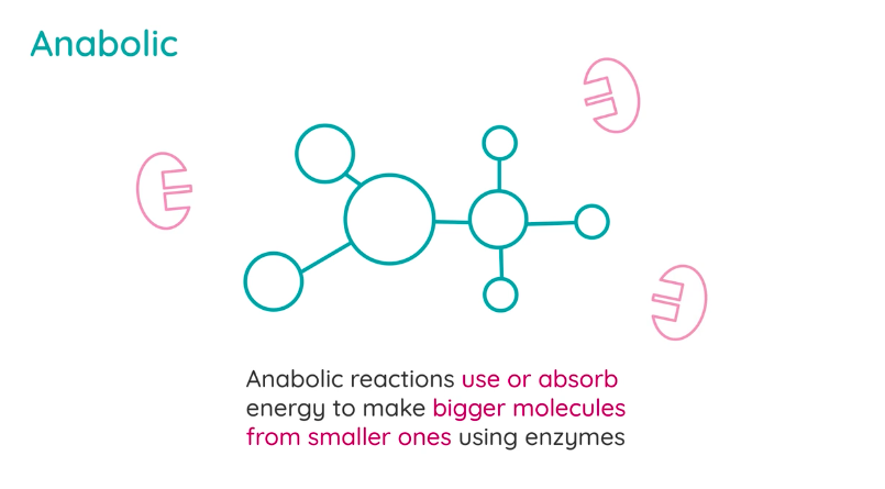 Energy Transfer Reactions | Studyclix
