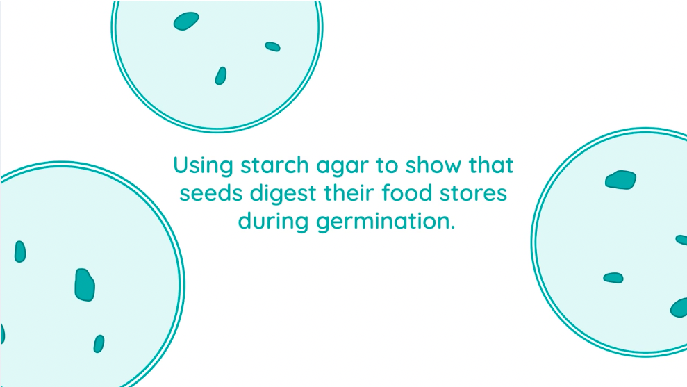 Using Starch Agar to Show Digestive Activity in Germination | Studyclix