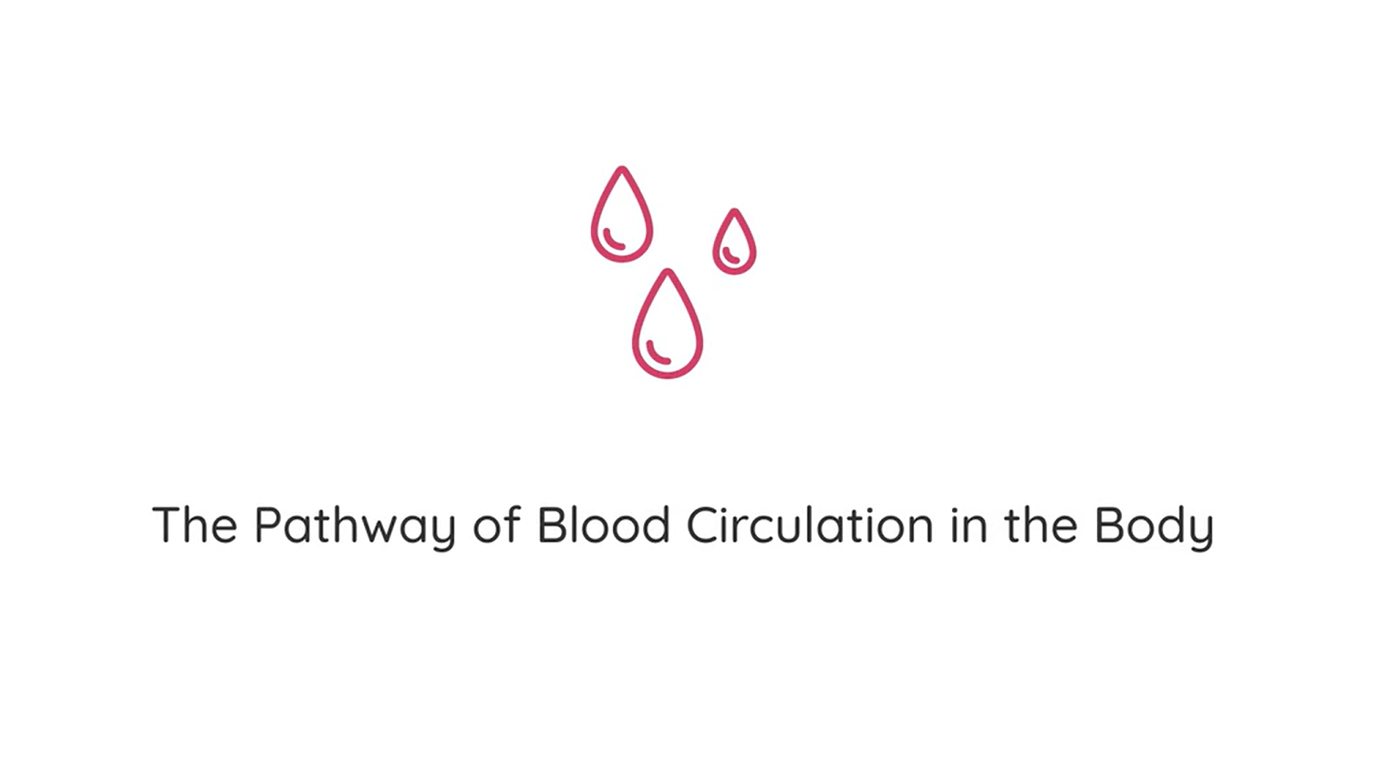 Pathway of Blood Circulation | Studyclix