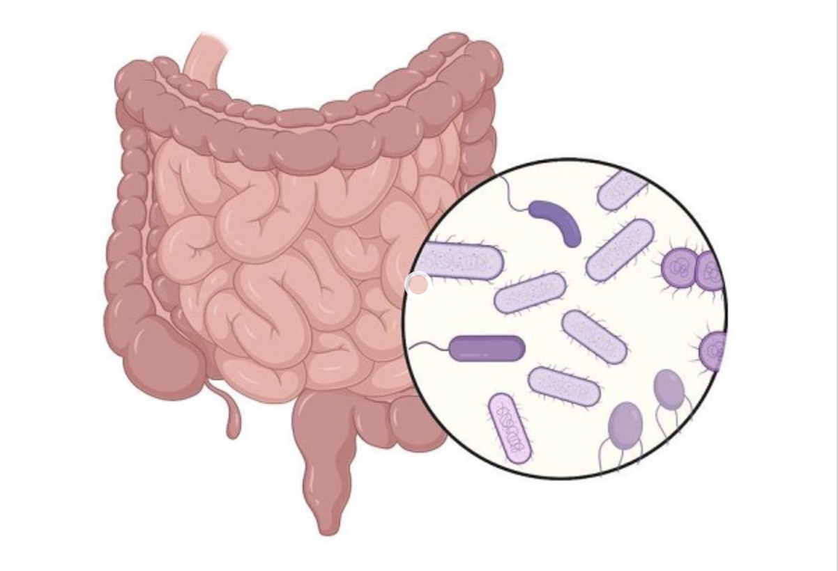 Mutualism Examples Bacteria And Human
