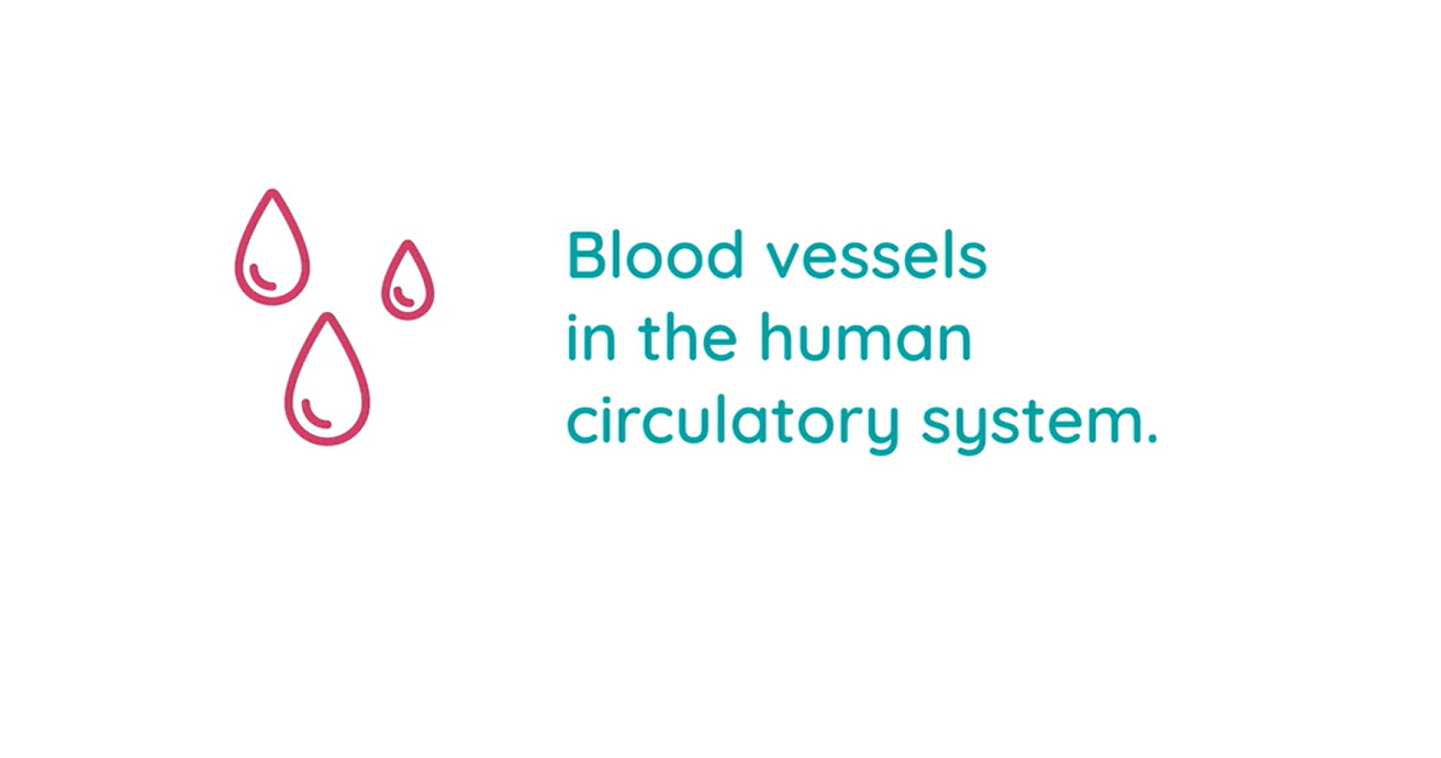 Blood Vessels and Cardiac Supply to the Heart | Studyclix