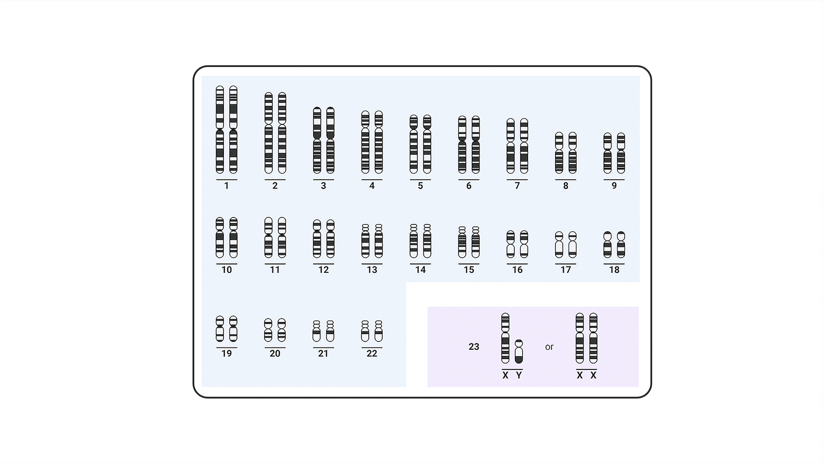 Introduction to Cell Continuity | Studyclix