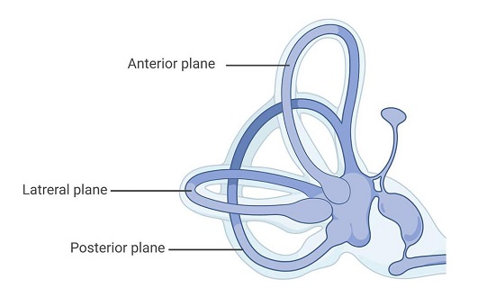 Hearing and Balance as Functions of the Ear | Studyclix