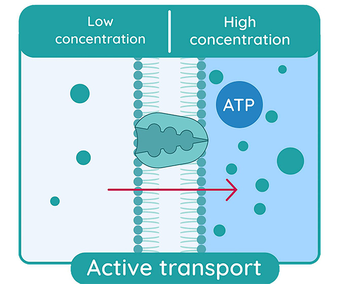 Structure and Functions of the Root System | Studyclix