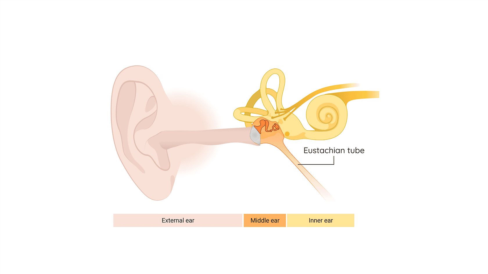 The Eye/Ear | At a Glance | Studyclix