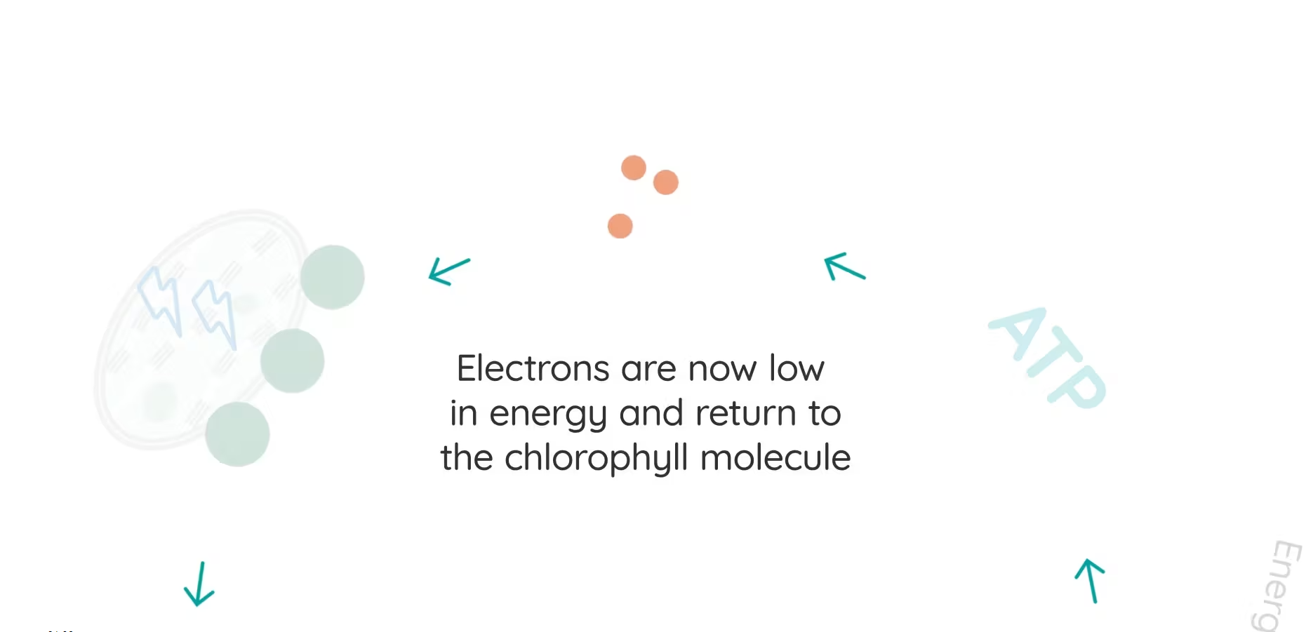 Light Stage of Photosynthesis | Studyclix
