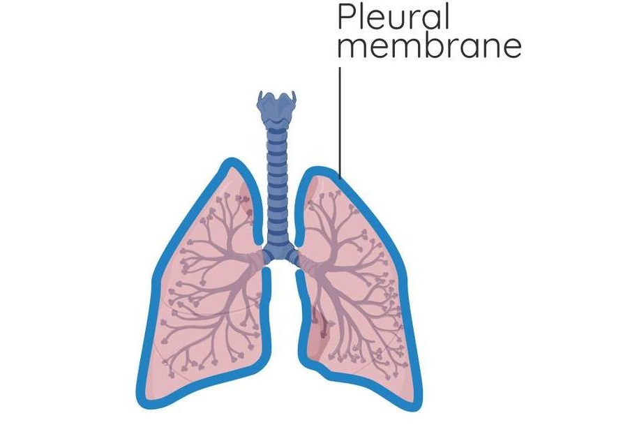 Structure and Function of Parts of the Breathing System | Studyclix