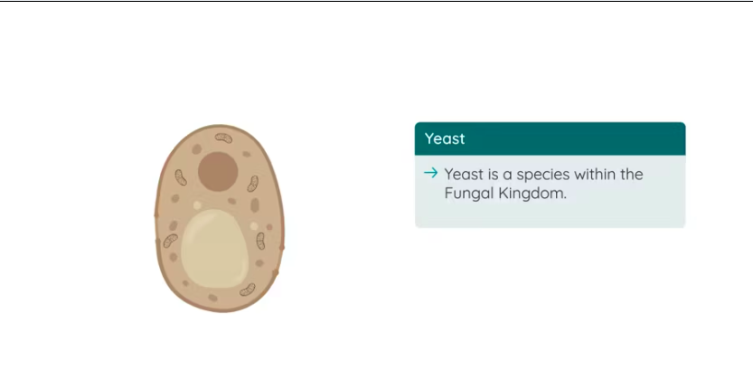The Structure and Reproduction of Yeast | Studyclix