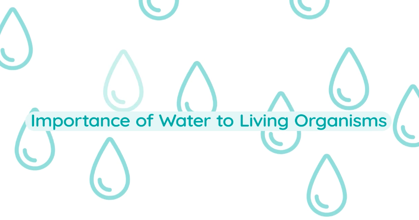 The Importance of Water for Organisms | Studyclix
