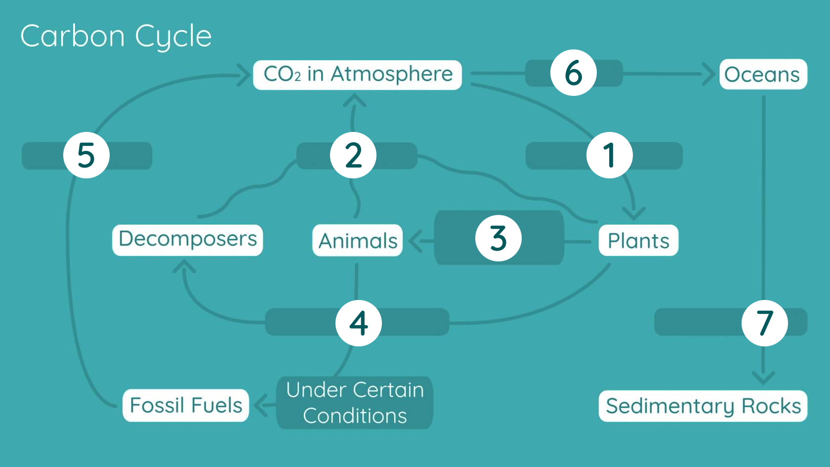Nutrient Recycling - The Carbon Cycle | Studyclix