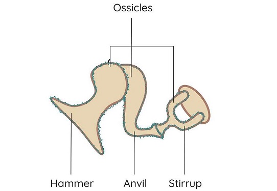 Hearing and Balance as Functions of the Ear | Studyclix