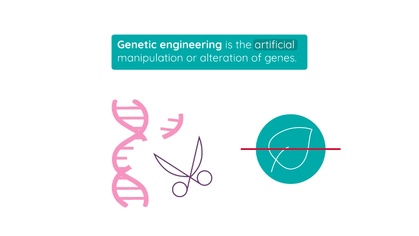 Genetic Engineering | Definition, Process, and Application | Studyclix