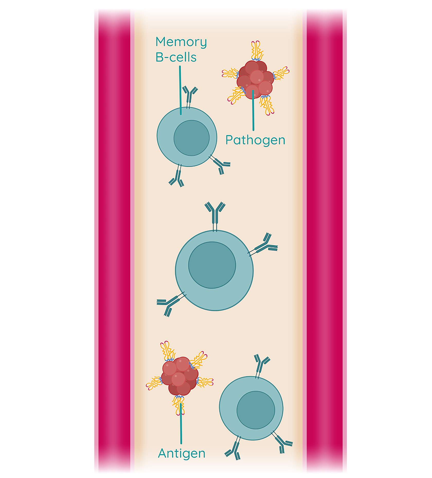 B-Lymphocytes and T-Lymphocytes | Studyclix
