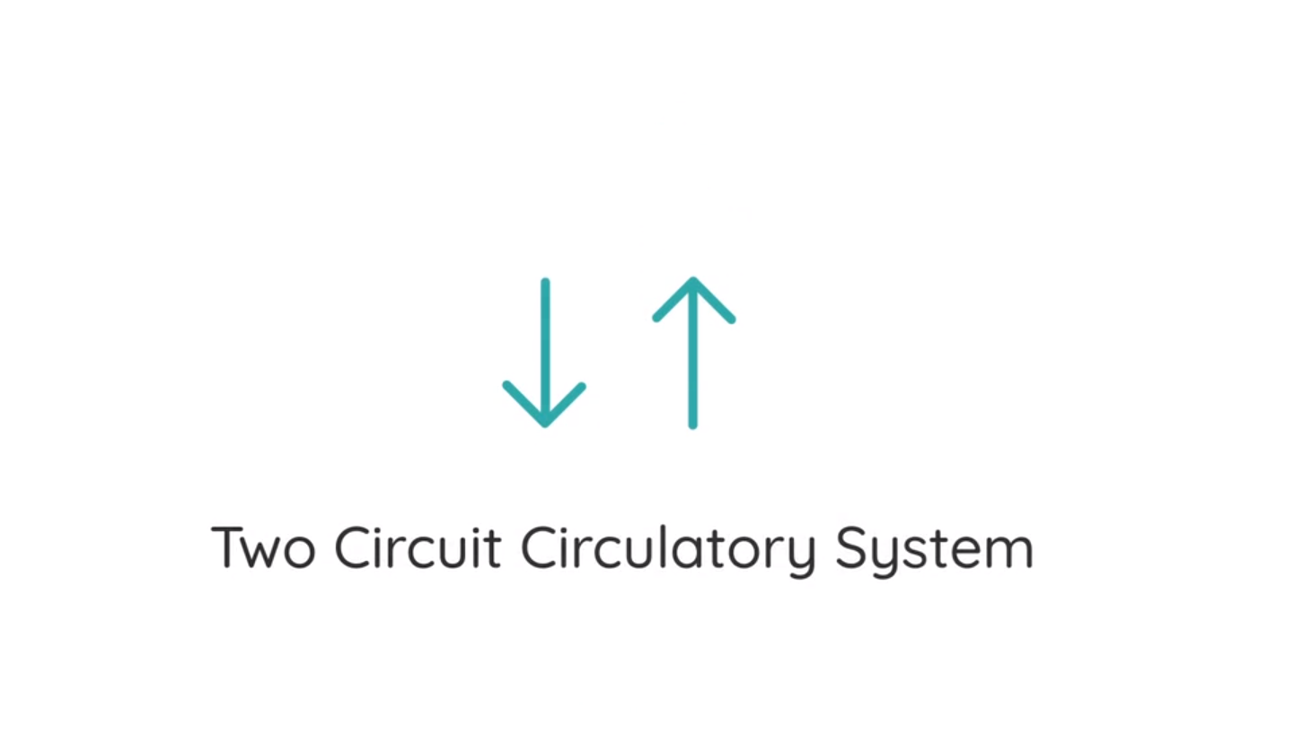 Two-Circuit Circulatory System | Studyclix