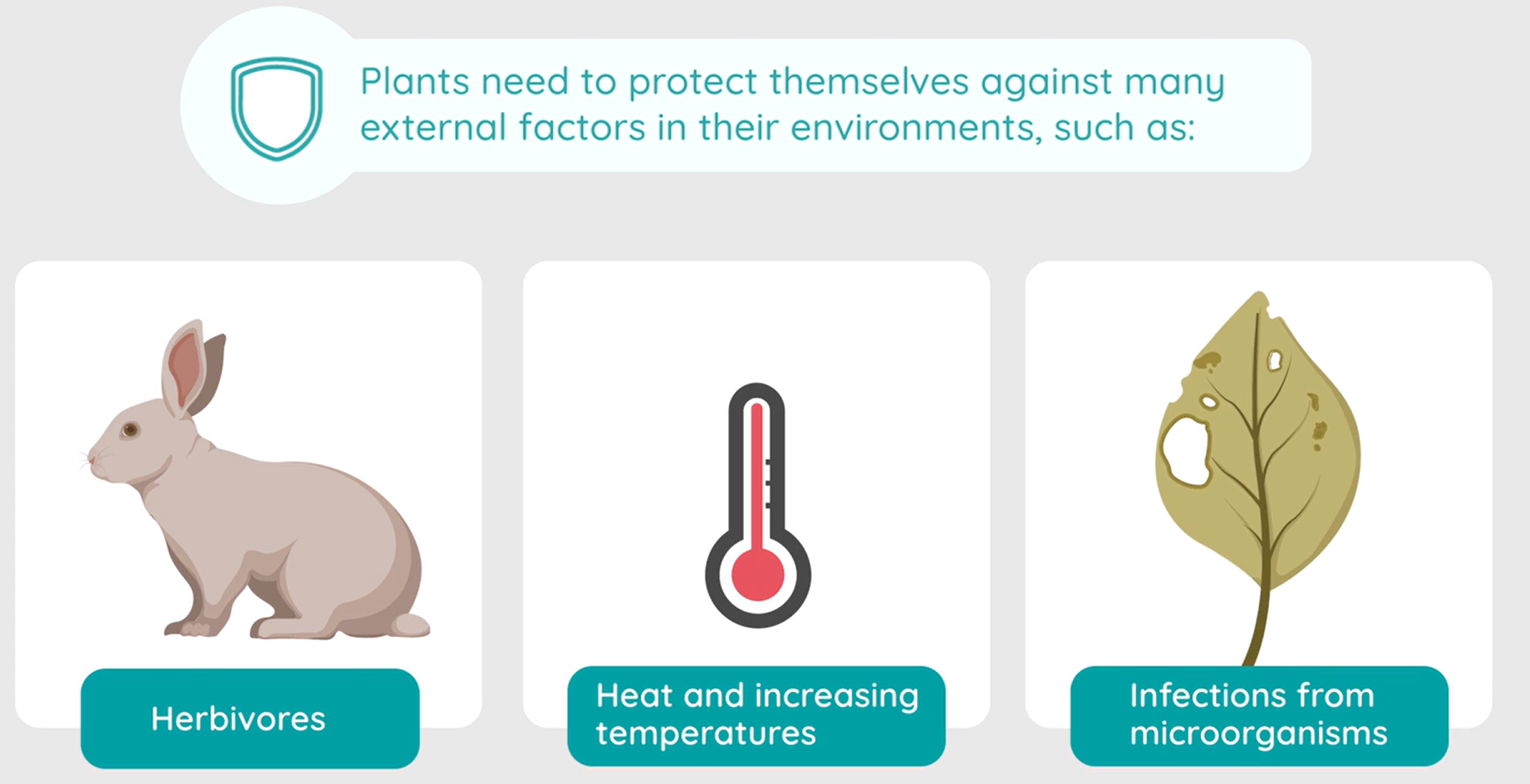 Methods of Anatomical and Chemical Protection in Plants | Studyclix