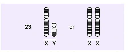 Introduction to Cell Continuity | Studyclix