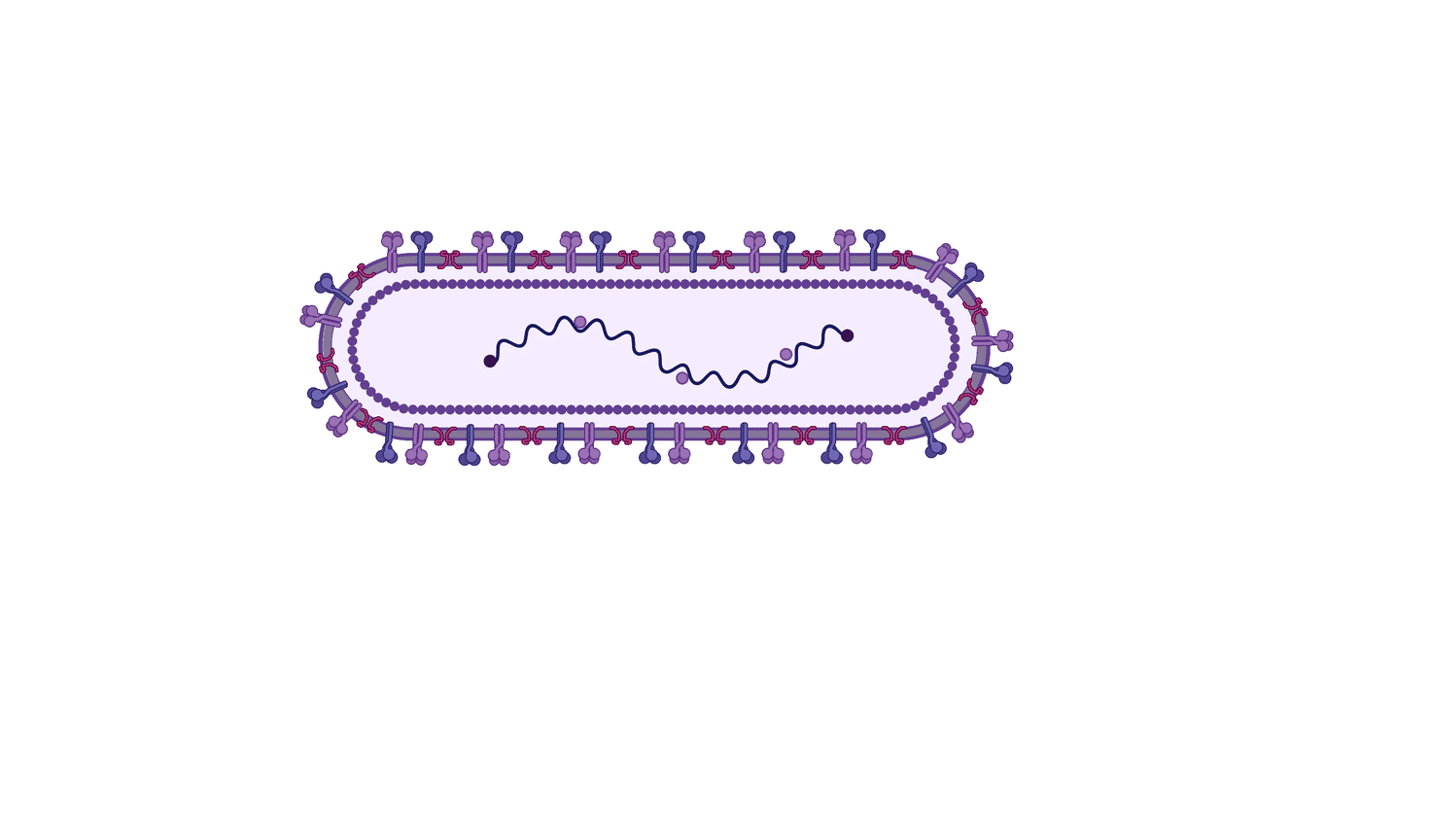 Basic Structure and Shapes of Viruses | Studyclix
