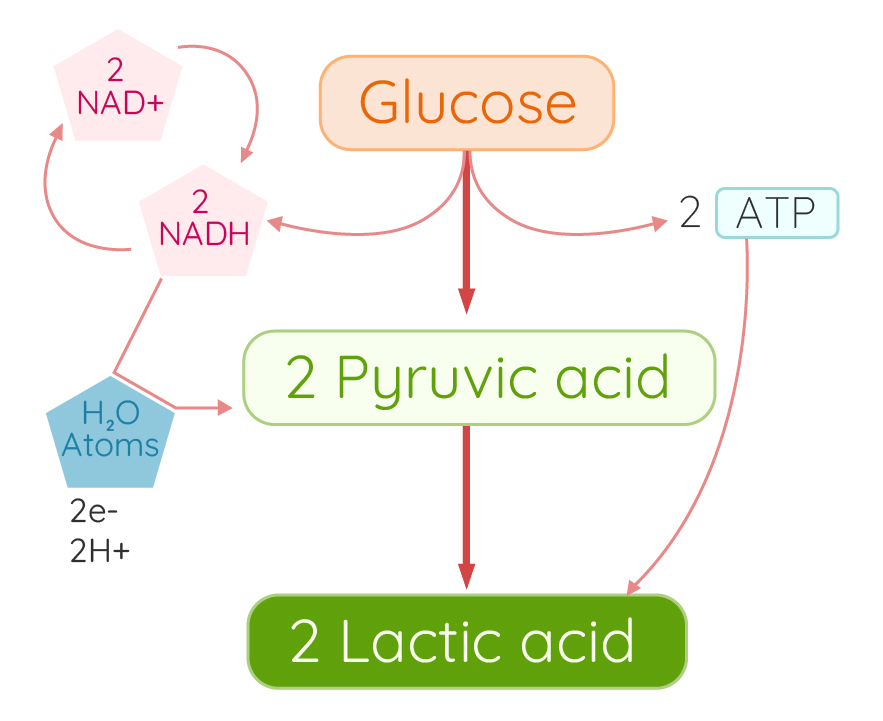 Anaerobic Respiration In Yeast And Lactobacillus Bacteria