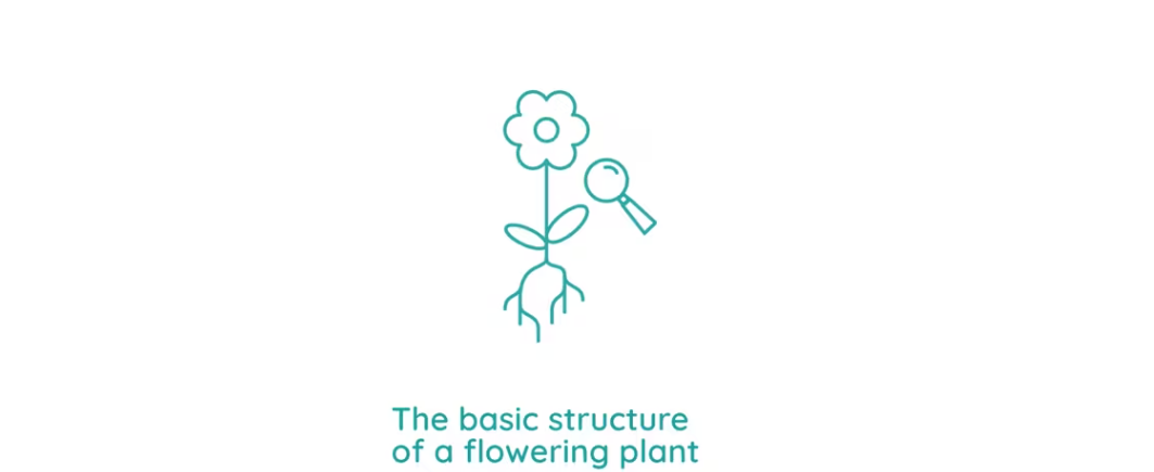 Plant Structure | At a Glance | Studyclix