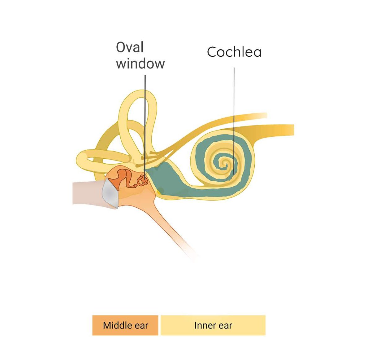 Hearing and Balance as Functions of the Ear | Studyclix