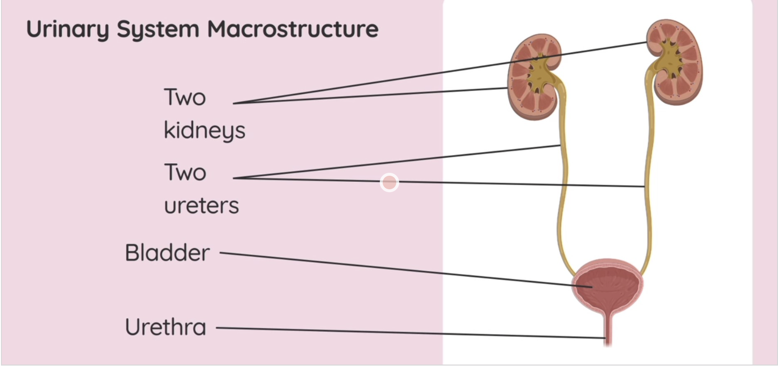 Excretory System And Urinary System With Their Functions Functions Of