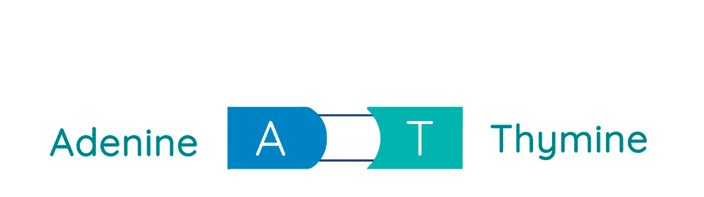 The Structure of DNA | Studyclix
