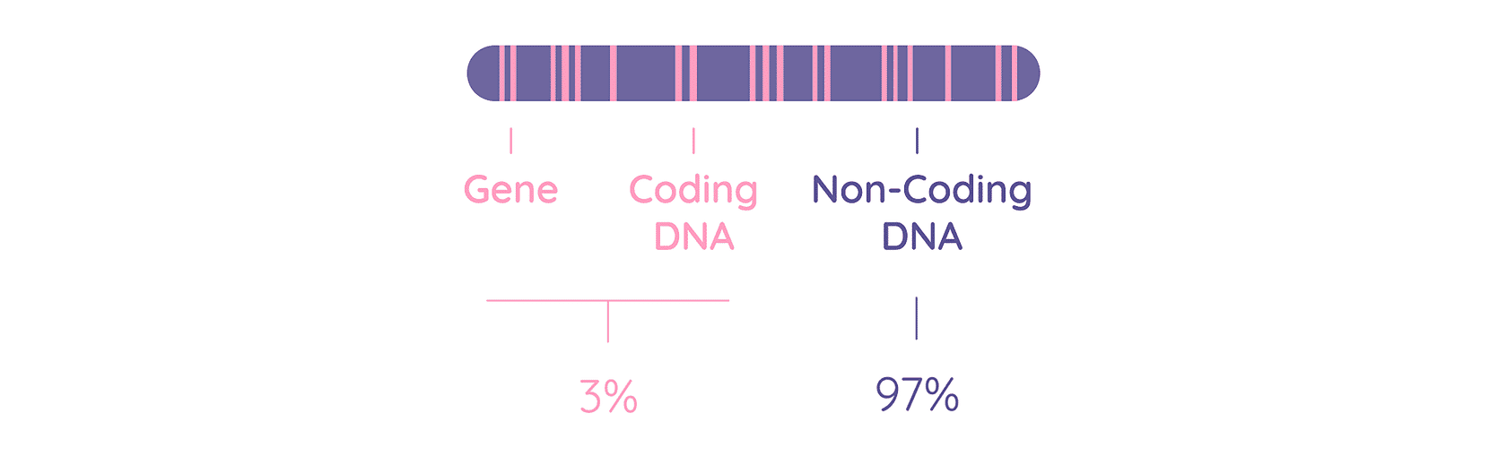The Structure, Role, and Location of Chromosomes | Studyclix