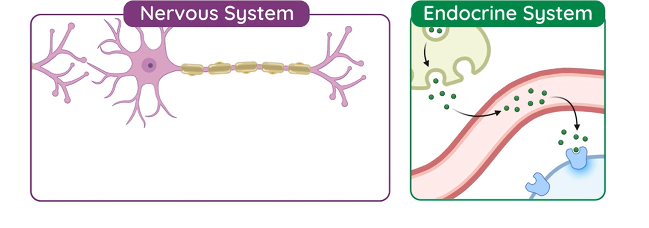 Hormonal Action vs Nerve Action | Studyclix