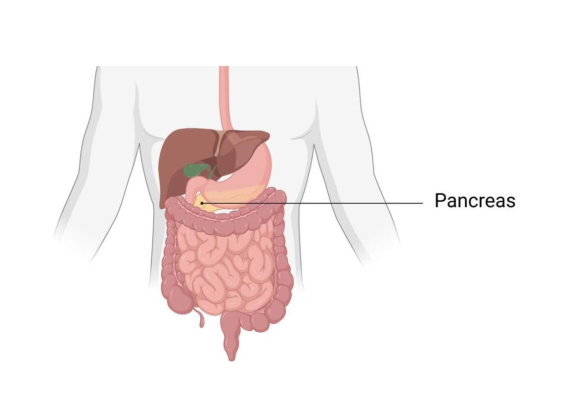 The Structure and Basic Function of the Digestive System | Studyclix