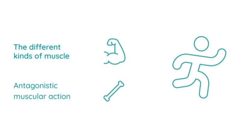 Antagonistic Muscle Action | Studyclix